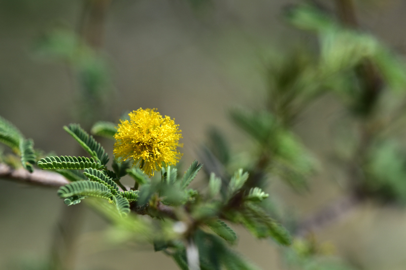 Sweet acacia from La Joya Verde, Victoria, Tamaulipas, Mexico on April ...