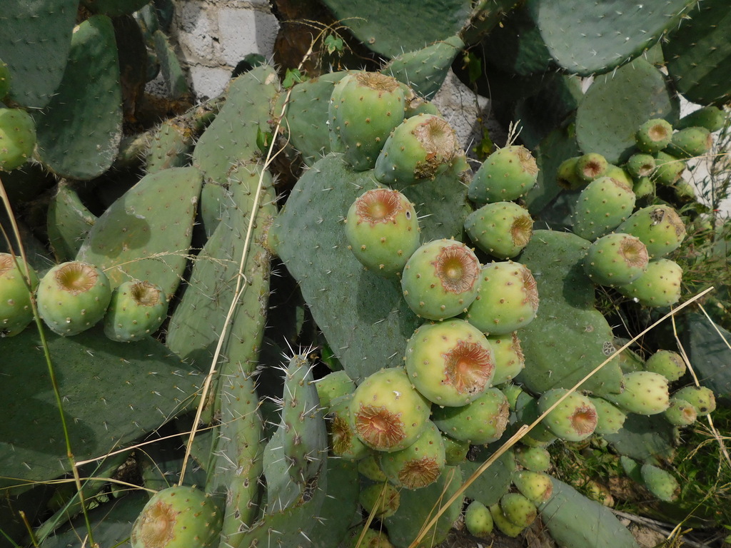 Opuntia joconostle from Manzana 029, 54200 Polotitlán, Méx., México on ...