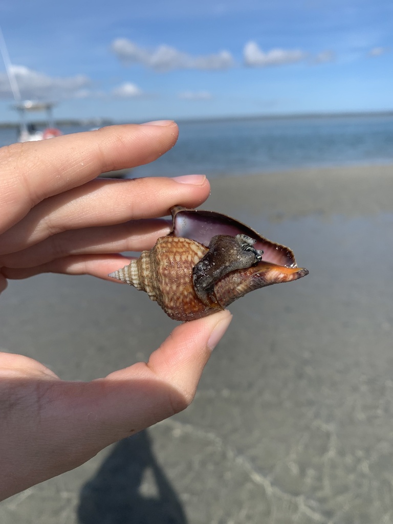 Florida Fighting Conch from Back Sound, NC, US on October 26, 2023 at ...