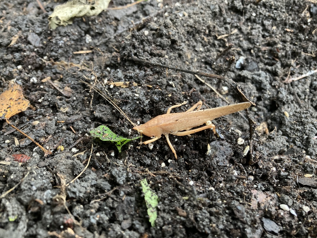 Modest Katydid from N Kenneth Ave, Chicago, IL, US on October 26, 2023 ...