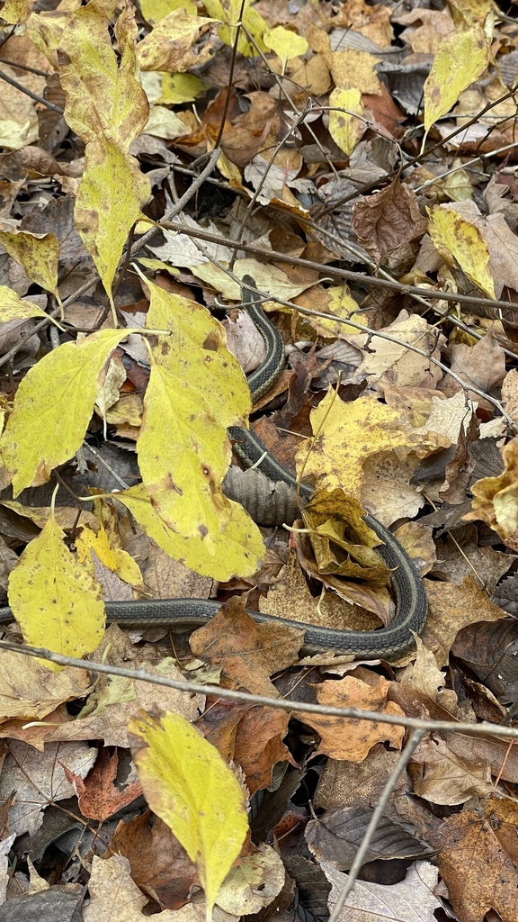 Common Garter Snake from Central Livonia, Livonia, MI, US on October 26 ...