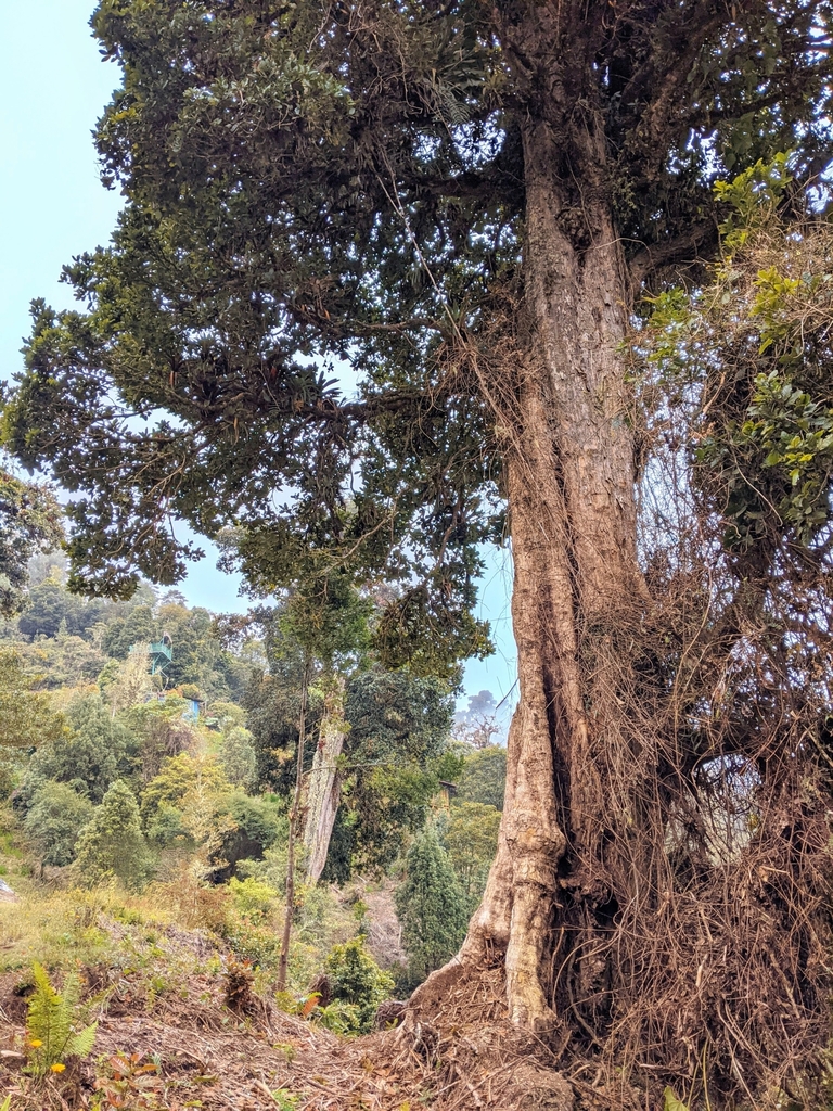 Costa Rican Oak in March 2021 by Jessie Aguilar · iNaturalist