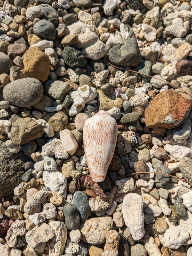 Textile Cone from Whitsunday, QLD, Australia on October 26, 2023 at 03: ...