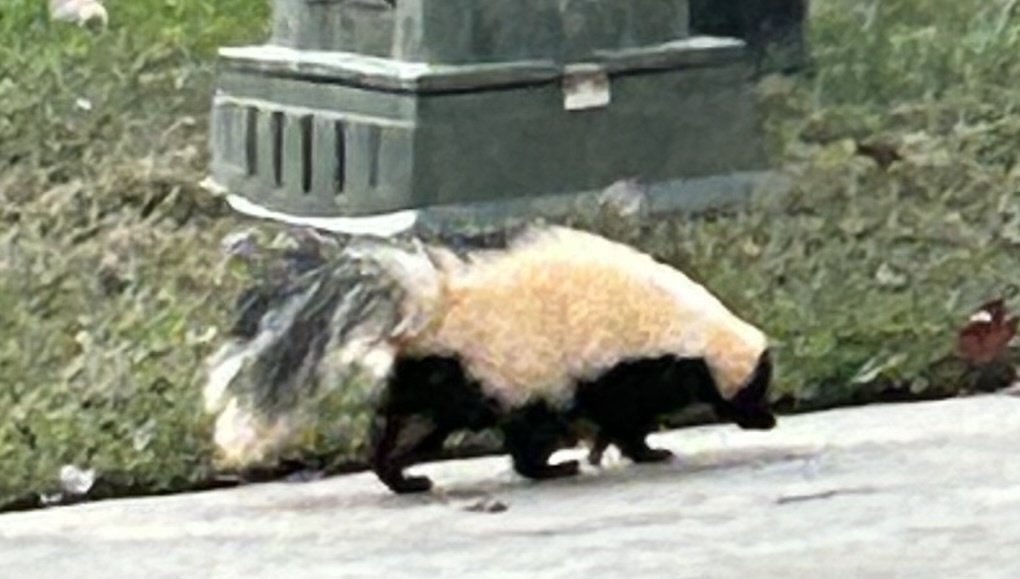 Striped Skunk from Journeys End Trail, Huntersville, NC, US on October ...