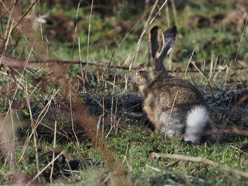 Woolly Hare from Zoige, Ngawa Tibetan and Qiang Autonomous Prefecture ...