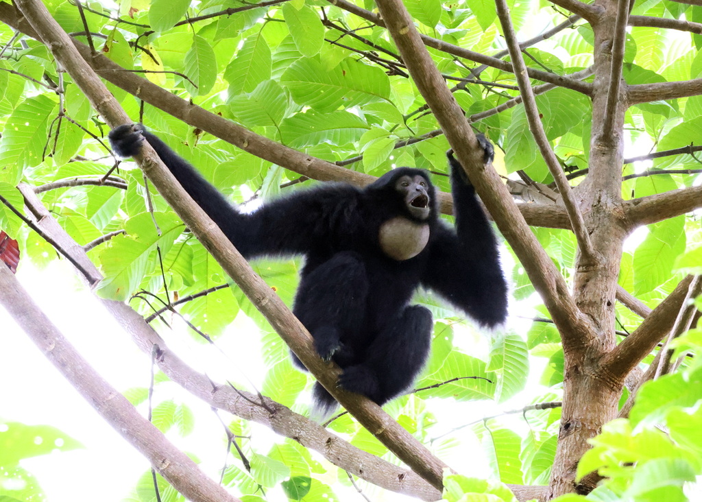 Siamang in September 2023 by john lenagan · iNaturalist