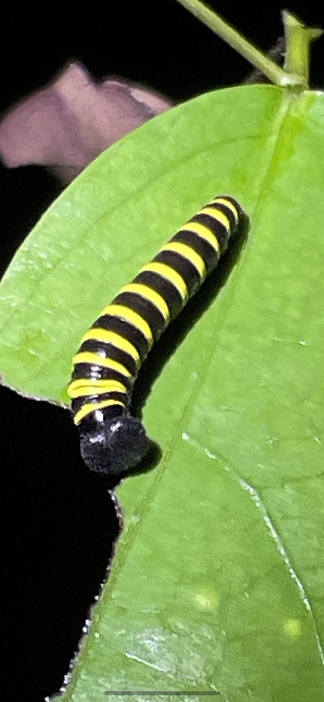 Butterflies and Moths from Puerto Rico, Florida, Puerto Rico, US on ...