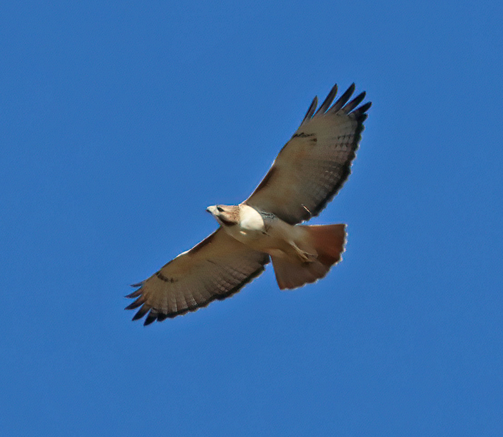 Red-tailed Hawk from Dexter, MO 63841, USA on October 22, 2023 at 03:16 ...