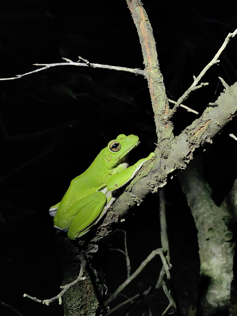 Chinese Flying Frog from Yixing, Wuxi, Jiangsu, China on July 17, 2023 ...