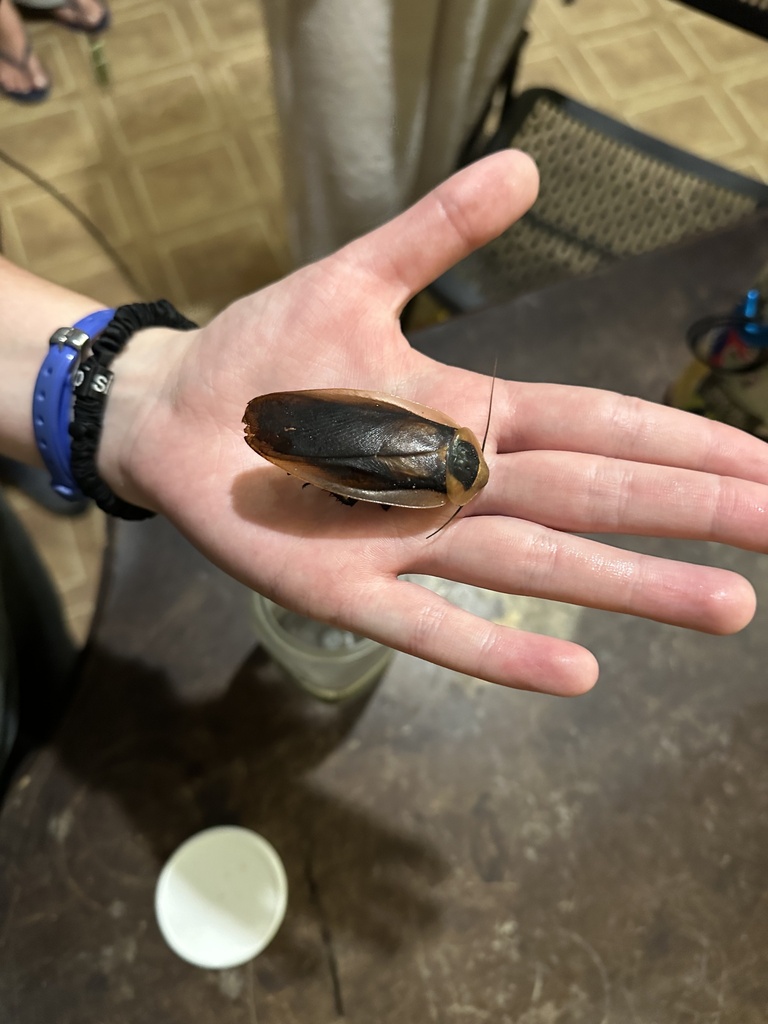 Giant Cave Cockroach from Trinidad, Trinidad and Tobago, TT on October ...