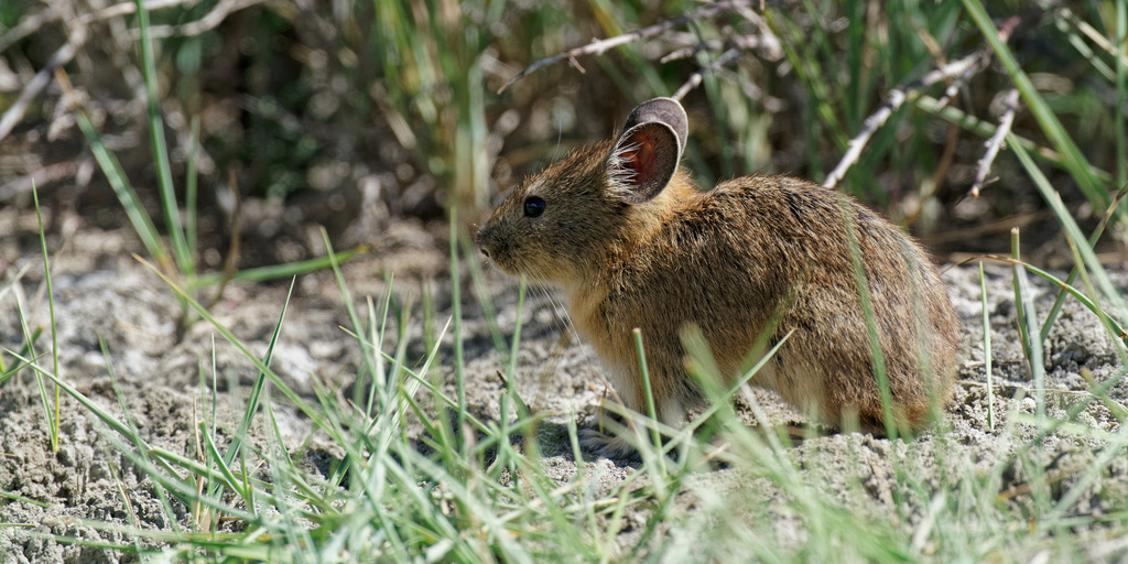 Large-eared Pika from Gyirong, Xigaze, Xizang, CN on September 21, 2020 ...