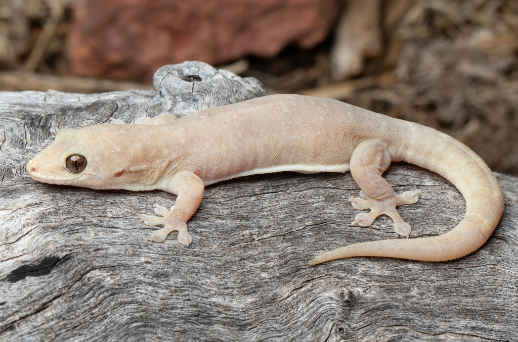 Western Top End Dtella from Lansdowne NT 0850, Australia on October 26 ...