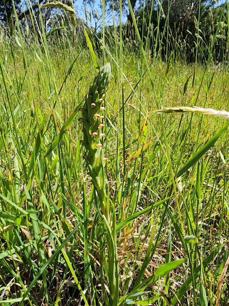 Bract Disa from Frankston South VIC 3199, Australia on October 27, 2023 ...