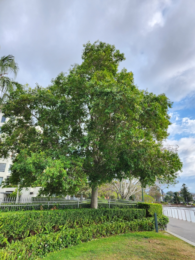 weeping lilli pilli from Newstead QLD 4006, Australia on October 27 ...