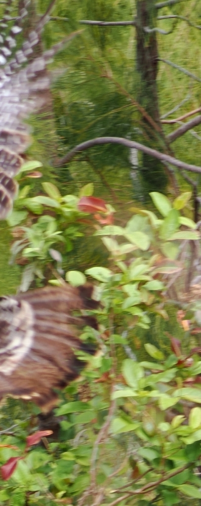 Domestic Turkey from Bourail, New Caledonia on October 27, 2023 at 09: ...