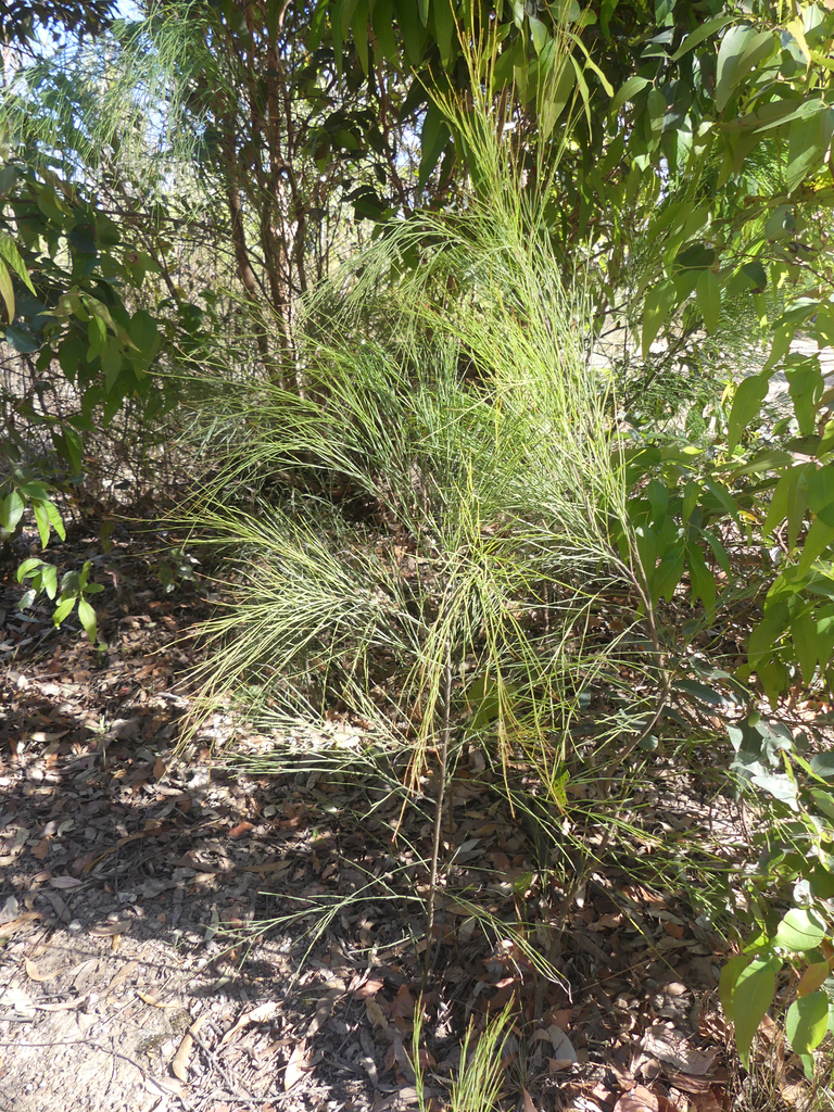 Pale-fruit Ballart from Bermagui NSW 2546, Australia on October 22 ...