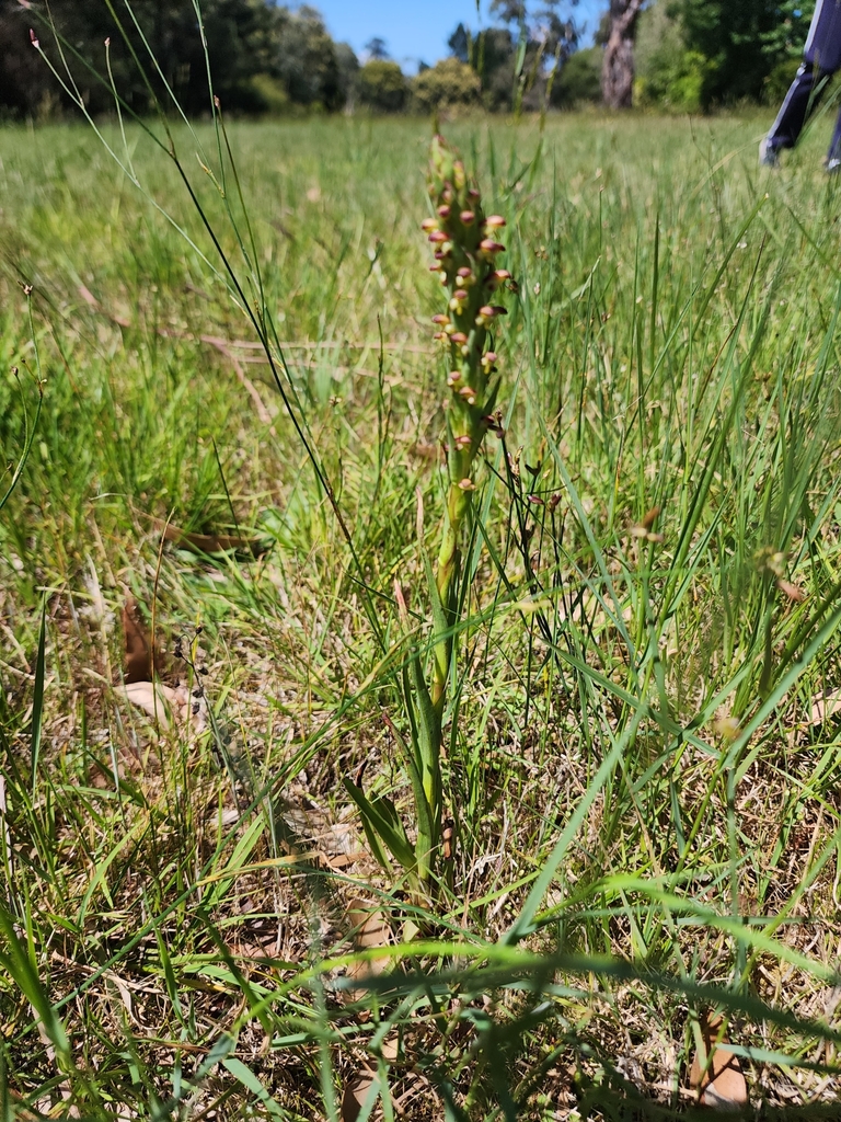 Bract Disa from Frankston South VIC 3199, Australia on October 27, 2023 ...