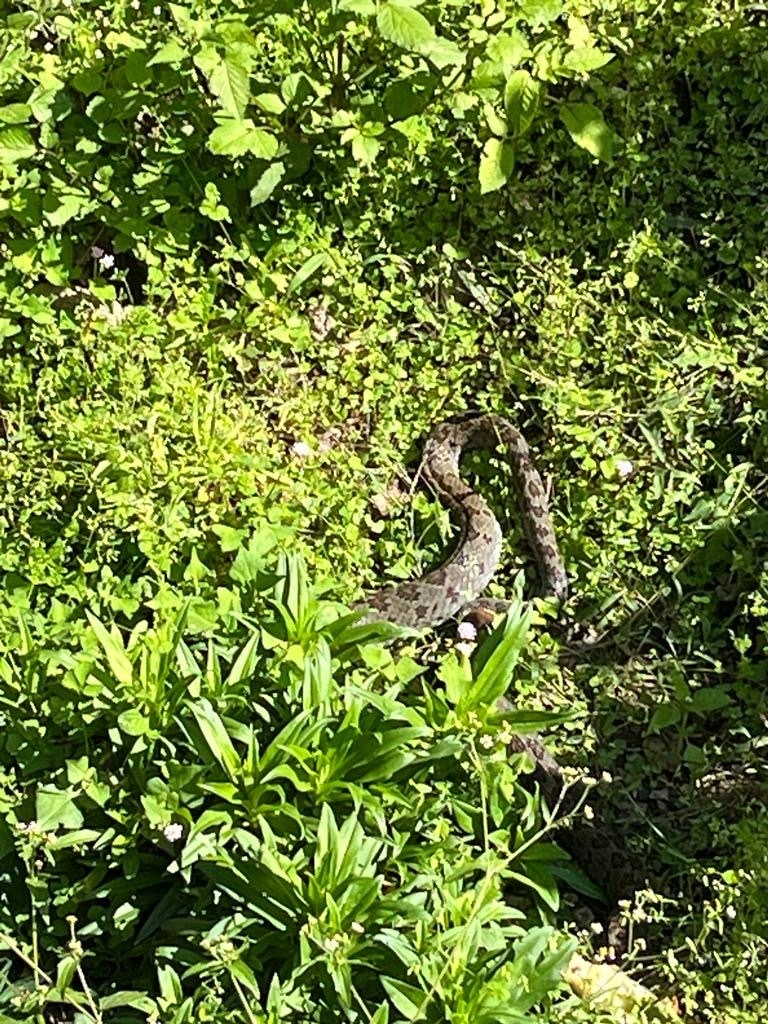 Protobothrops himalayanus from PNH 1, Trongsa, BT on October 27, 2023 ...