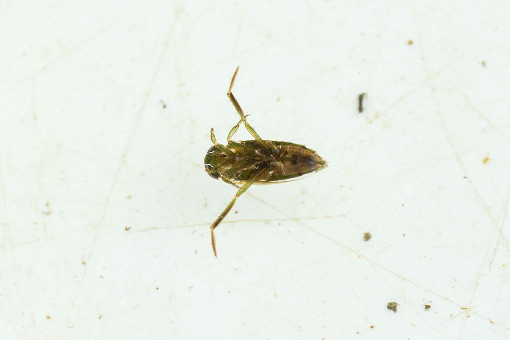 Enithares sinica from 253台灣新北市石門區 on April 4, 2023 at 10:28 AM by Chao ...