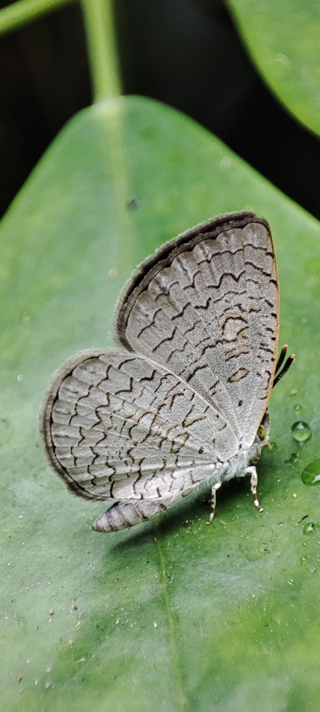 Apefly from 515台灣彰化縣大村鄉行政大樓 on October 27, 2023 at 02:36 PM by Ring ...