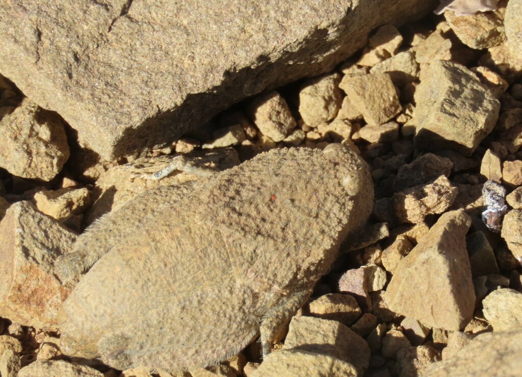 Toad Grasshopper from Thyskraal, Gibson familie trust on October 26 ...