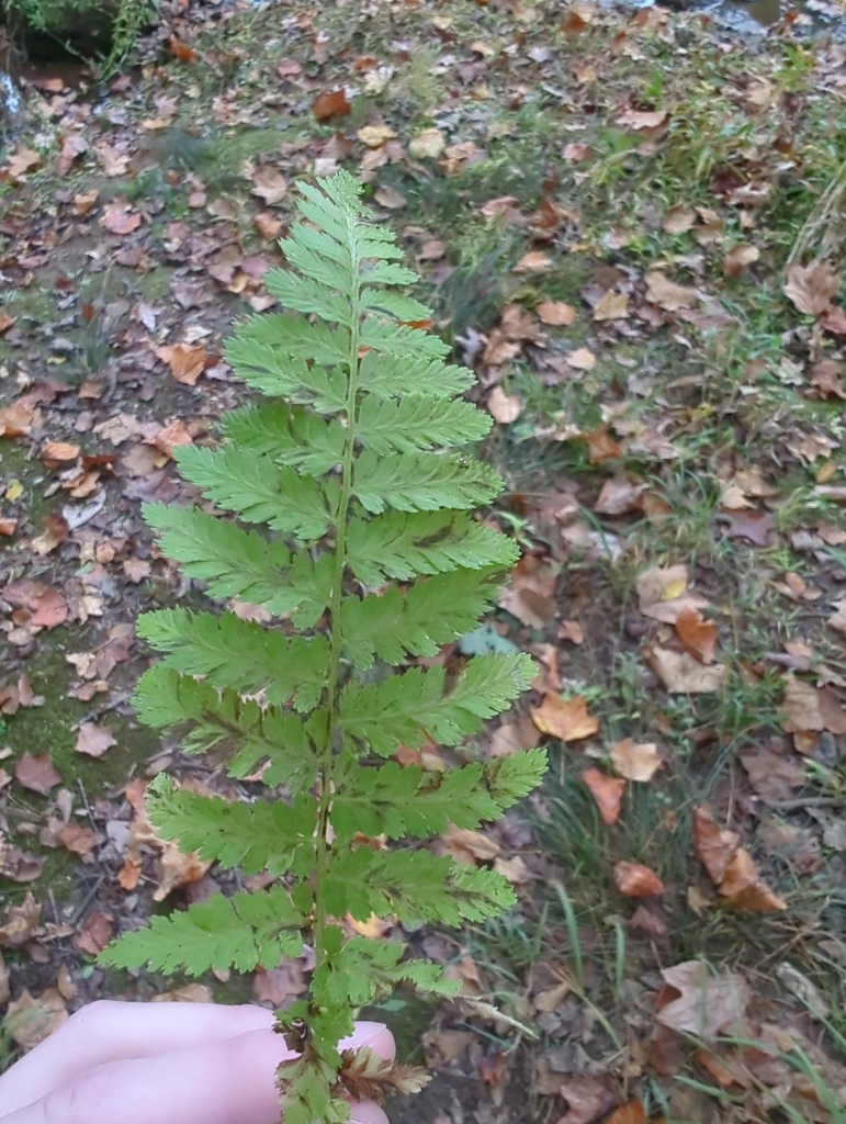 spinulose wood fern by Jonathan Wright. An erect, vase-shaped clump of ...
