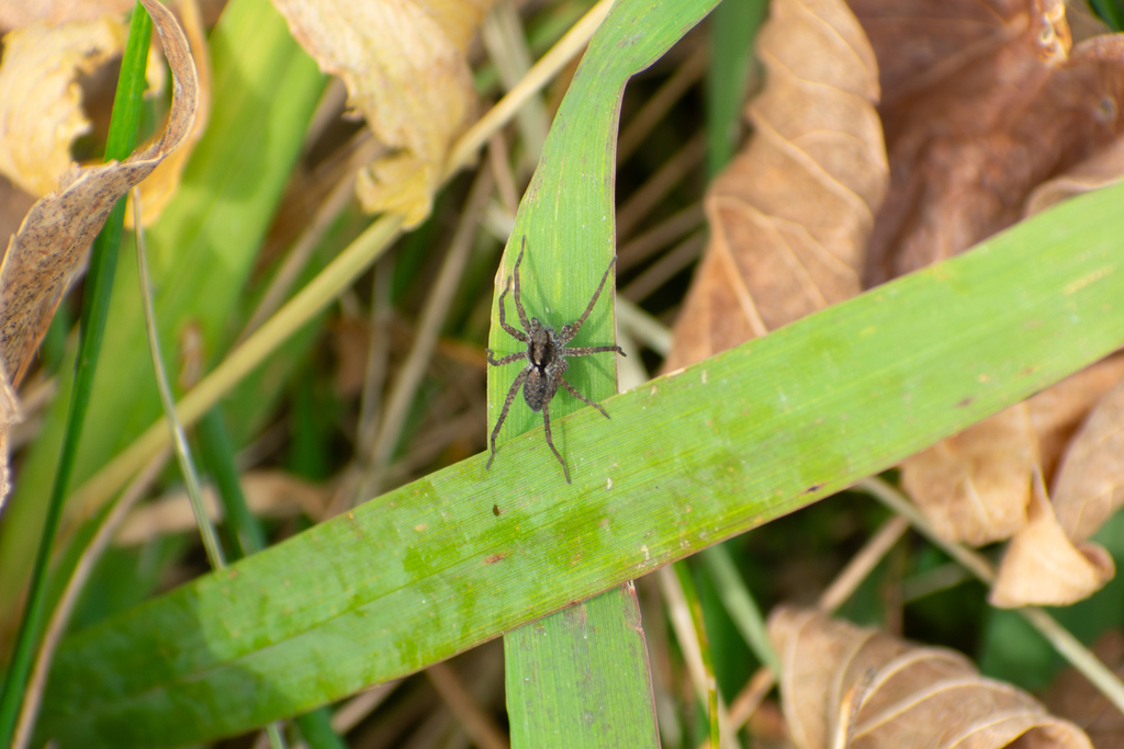 Shore Spider from Greene County, OH, USA on October 26, 2023 at 01:47 ...