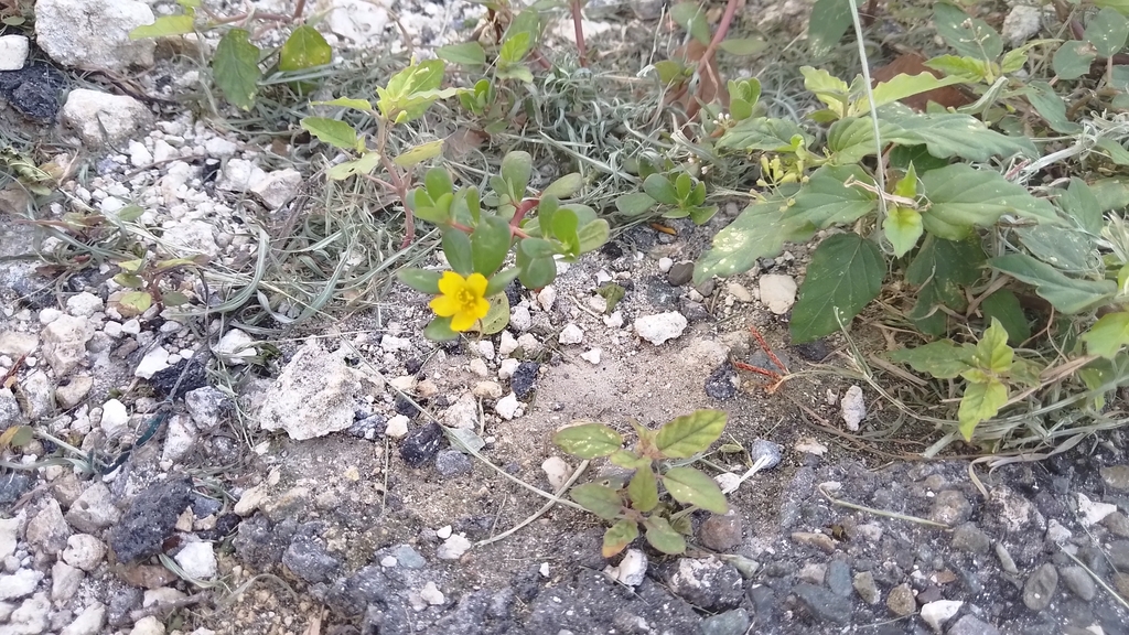 Common Purslane from West Bay, Cayman Islands on October 27, 2023 at 06 ...