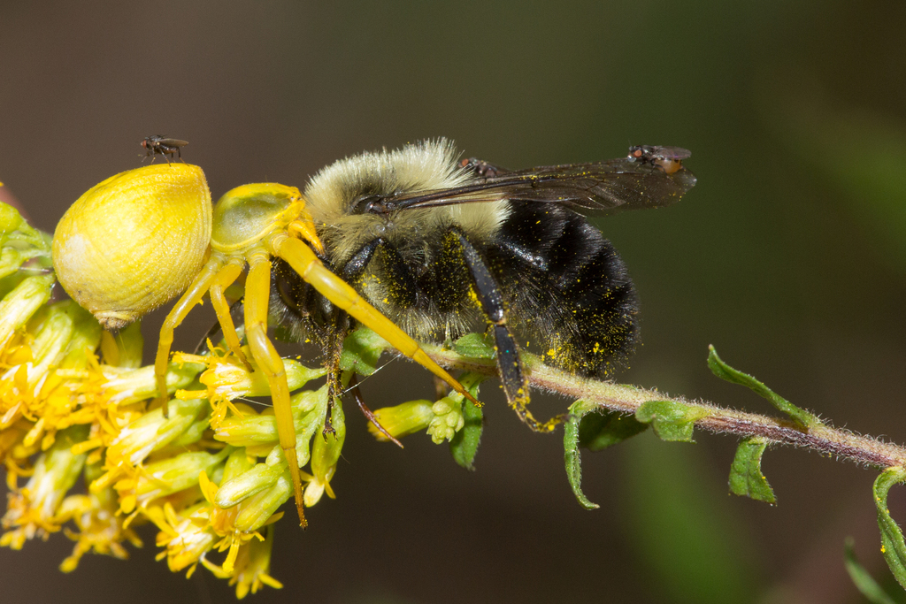 Freeloader Flies from Cumberland County, VA, USA on September 28, 2023 ...