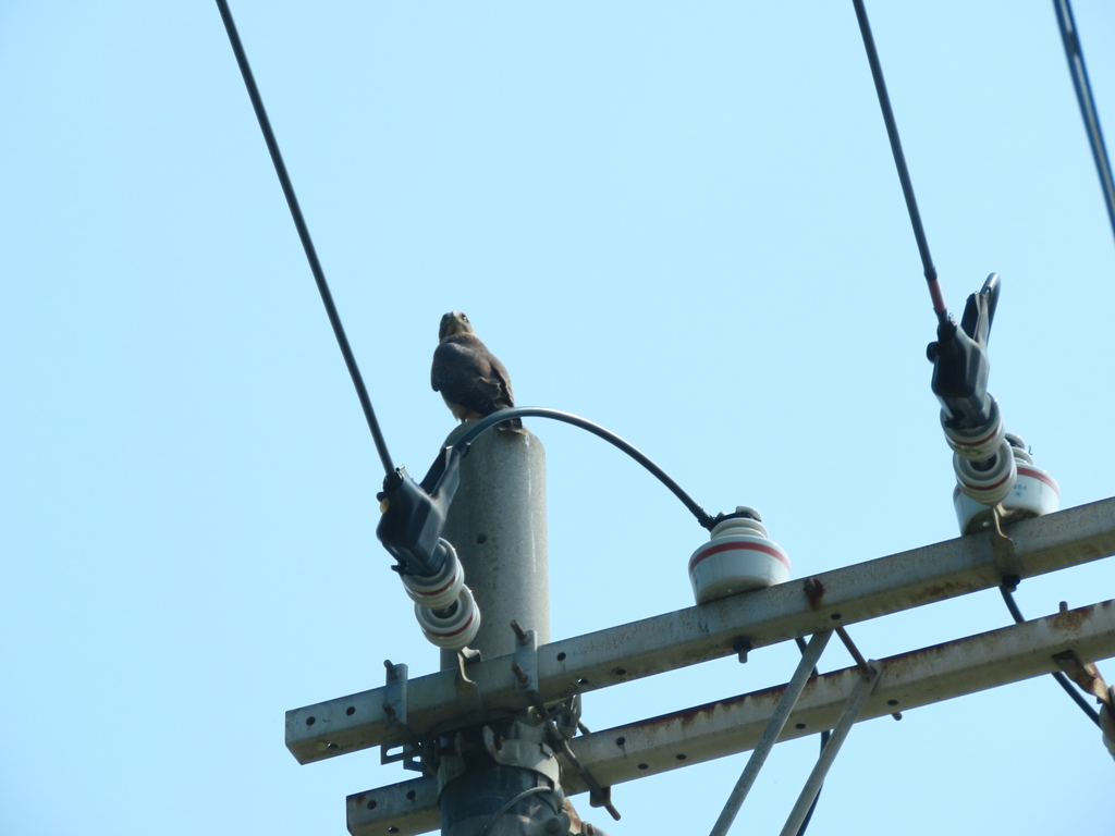 Hawks, Eagles, and Kites from Nago, Okinawa, Japan on October 16, 2023 ...