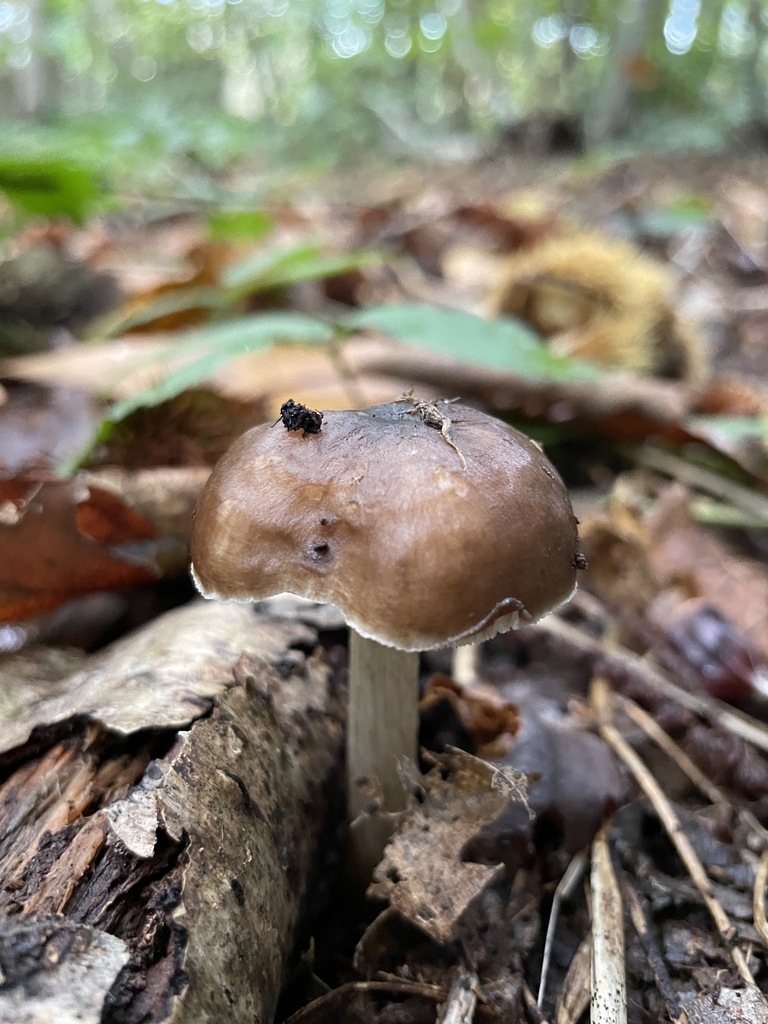 Deer Mushroom from Maidstone, UK on October 27, 2023 at 02:37 PM by ...