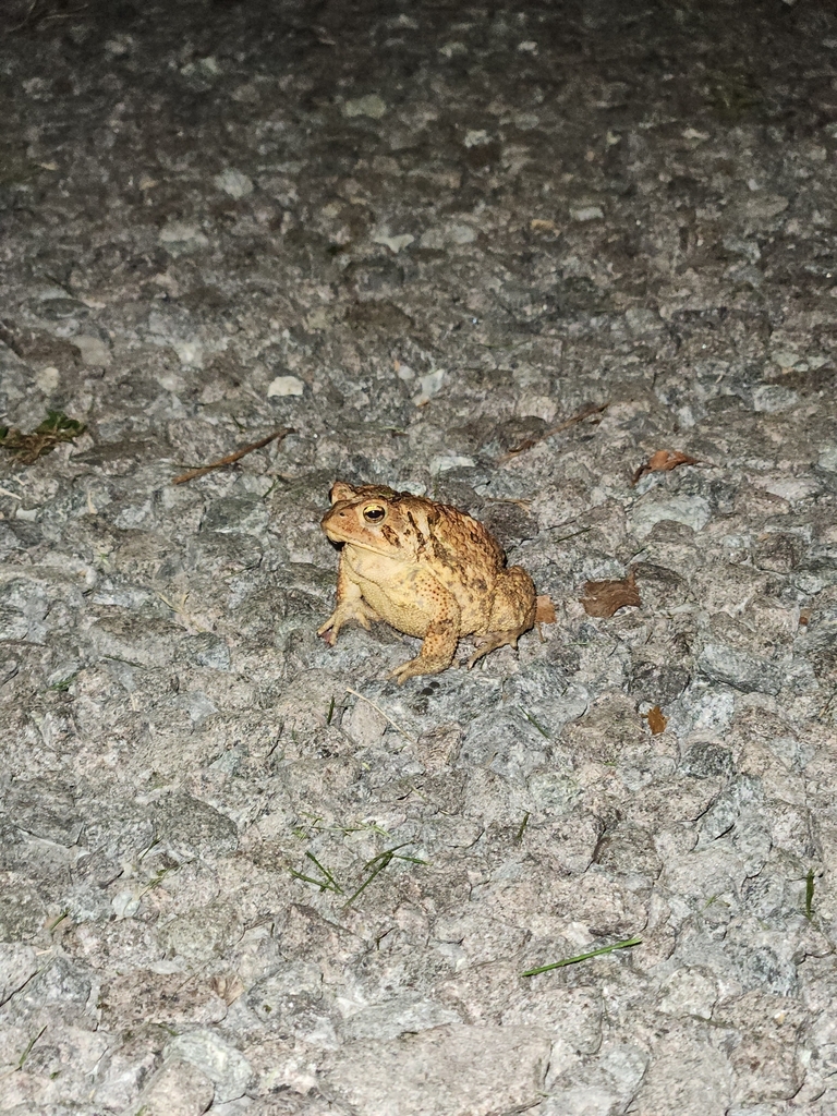 American Toad from Bermuda Run, NC 27006, USA on October 4, 2023 by ...
