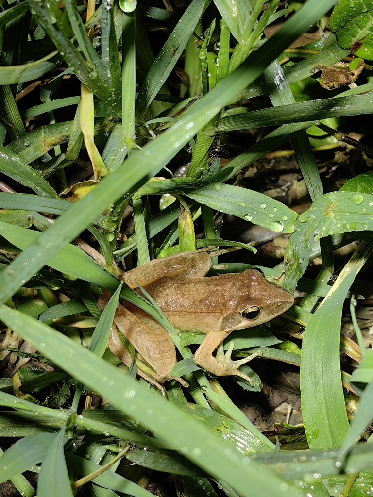 Zhenhai Brown Frog from Changxing County, Huzhou, Zhejiang, China on ...