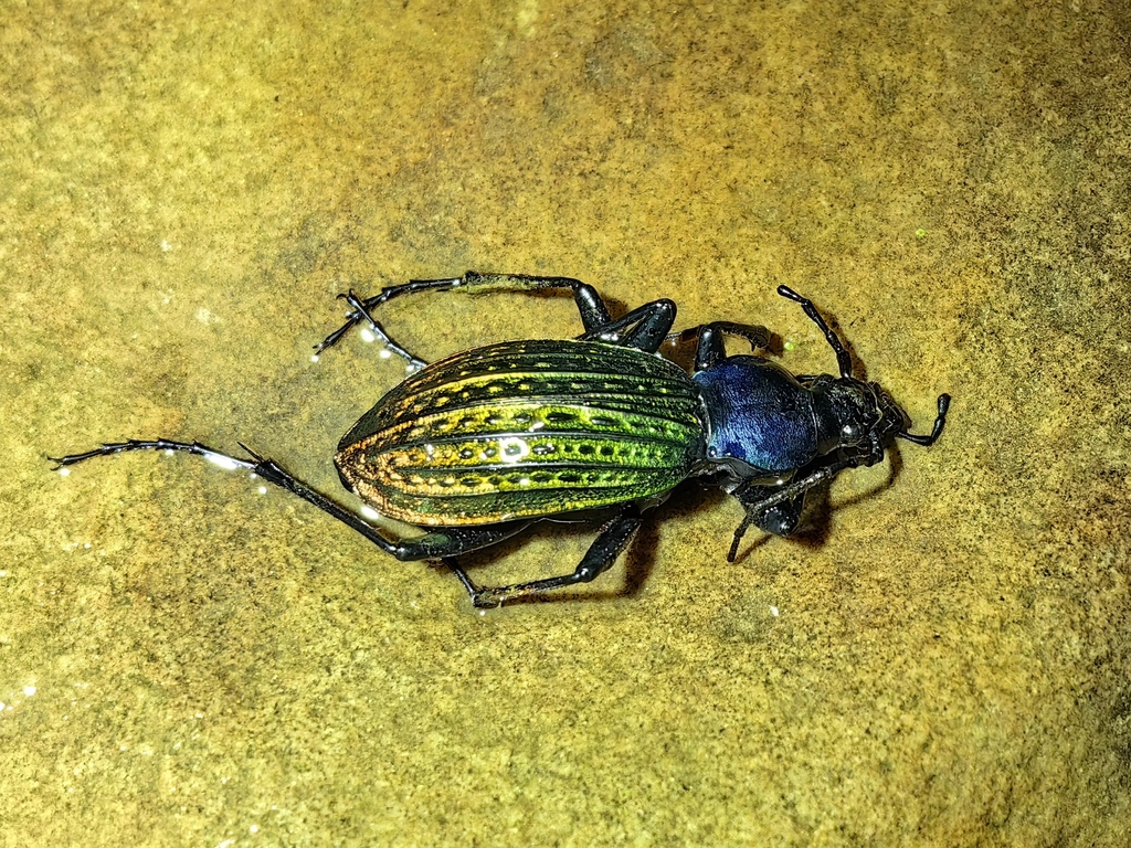 Carabus davidis from Changxing County, Huzhou, Zhejiang, China on July ...