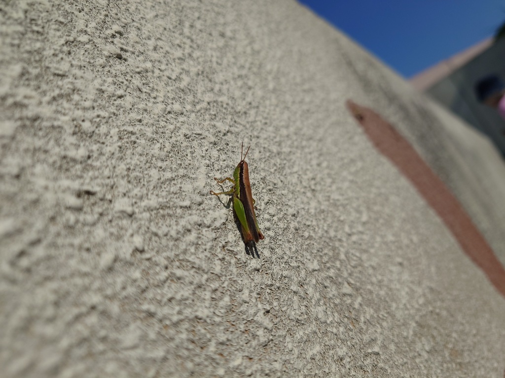 Oxya intricata from Okinawa Churaumi Aquarium, Ishikawa, Motobu ...