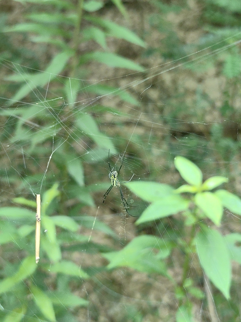 Joro Spider from Changxing County, Huzhou, Zhejiang, China on July 18 ...