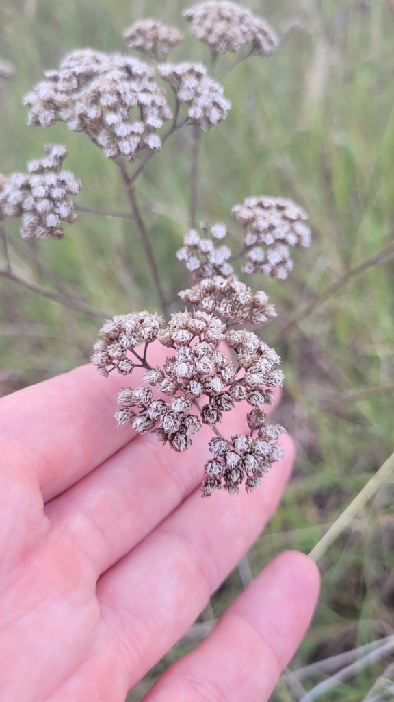 common yarrow from Corinth, TX 76208, USA on October 27, 2023 at 10:20 ...