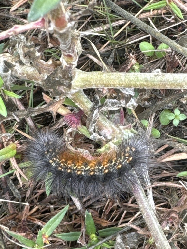 Salt Marsh Moth from RM-2588, Larue, TX, US on October 27, 2023 at 11: ...