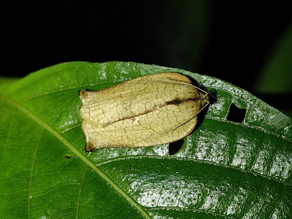 Homona from Wuyishan, Nanping, Fujian, China on August 7, 2023 at 10:02 ...