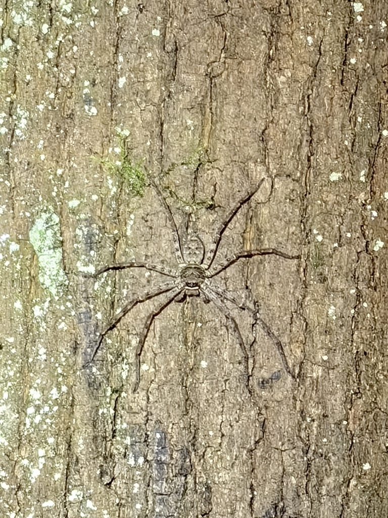 Pantropical Huntsman Spider from Wuyishan, Nanping, Fujian, China on ...