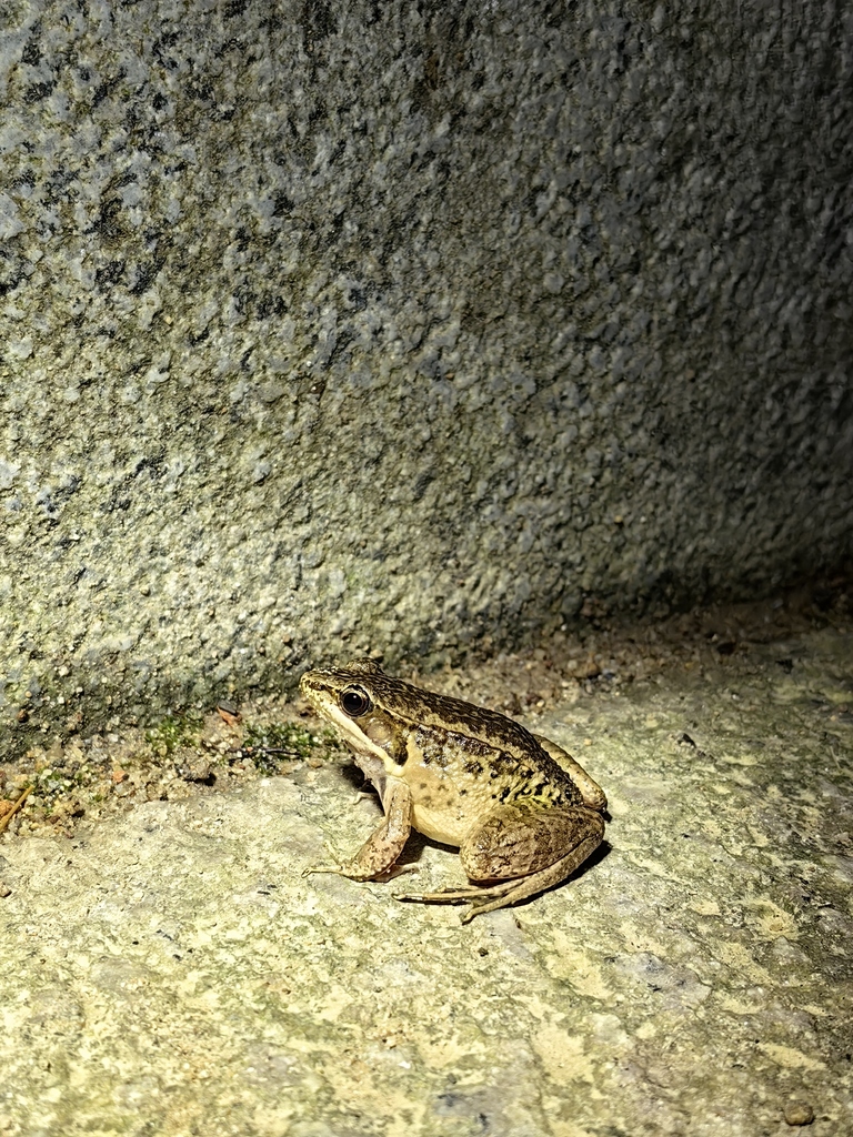 Olive Frog from Wuyishan, Nanping, Fujian, China on August 7, 2023 at ...