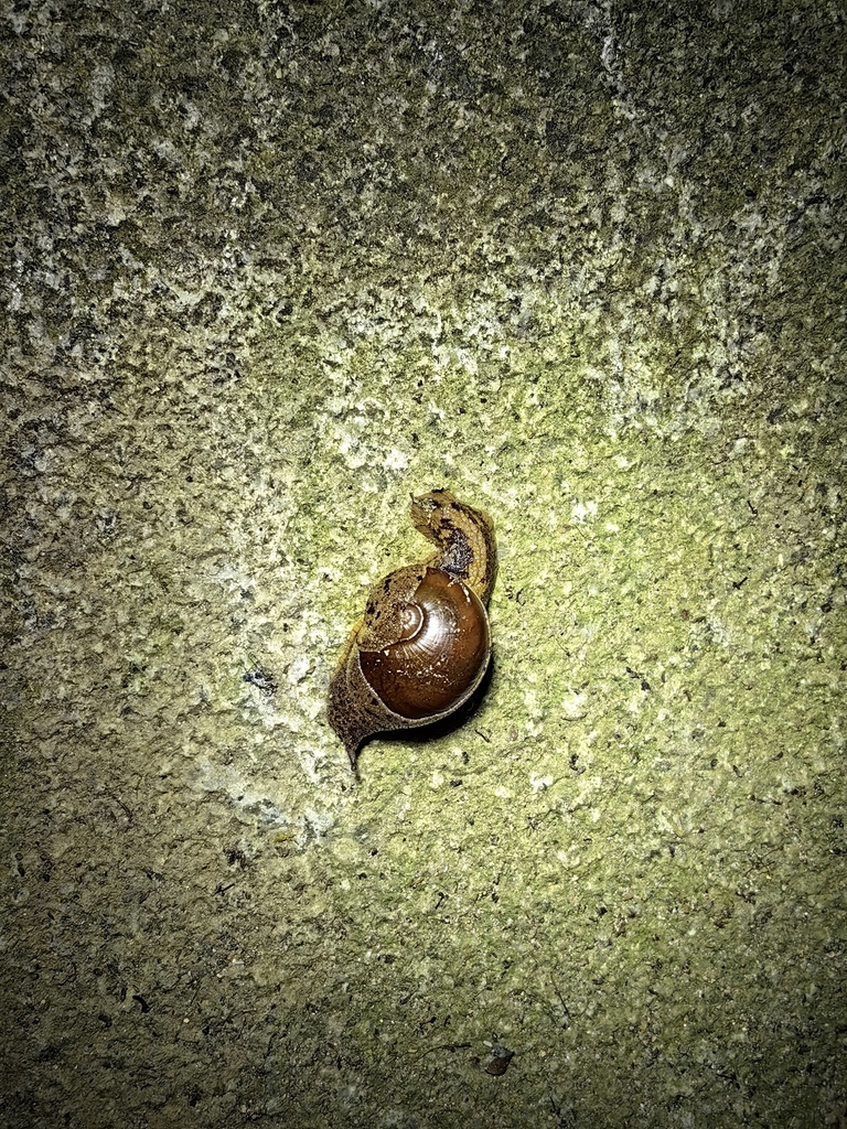 Arboreal Snail from Wuyishan, Nanping, Fujian, China on August 7, 2023 ...