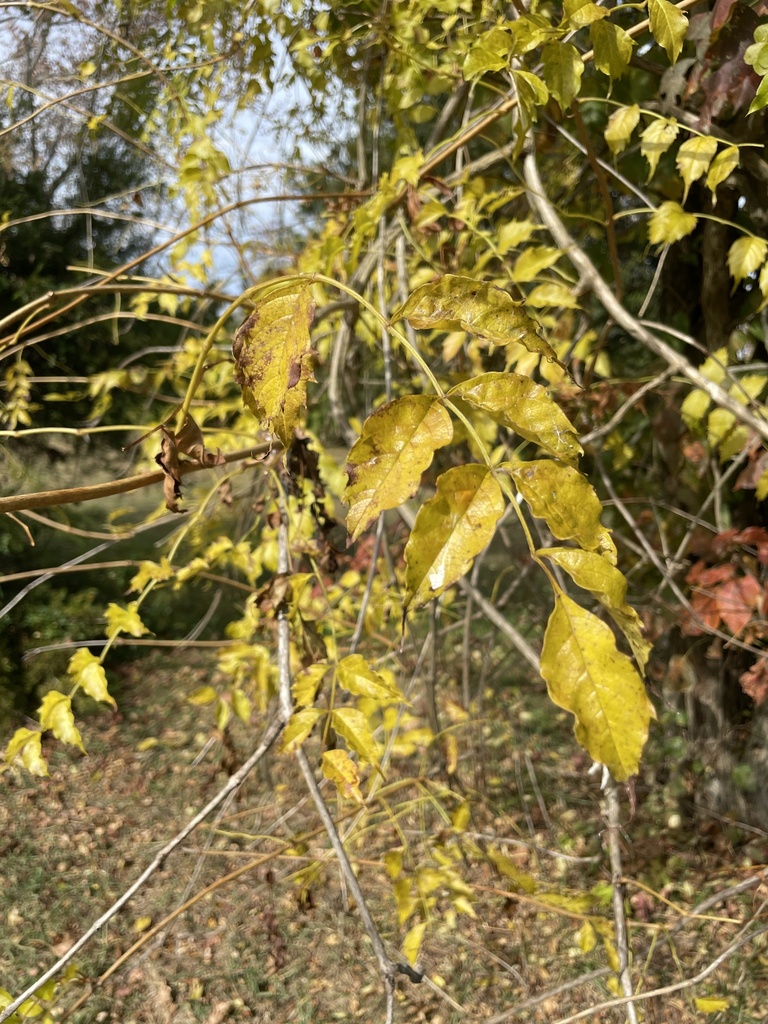 American trumpet vine from Johnston Rd, Fort Belvoir, VA, US on October ...