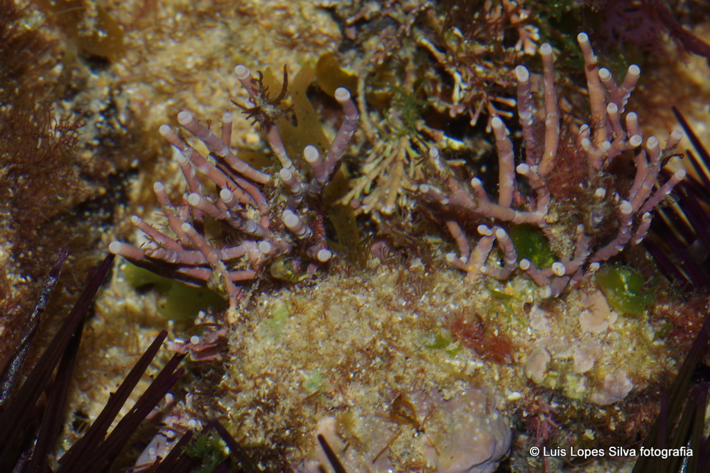 Amphiroa from 8200 Guia, Portugal on February 21, 2019 at 11:20 PM by ...