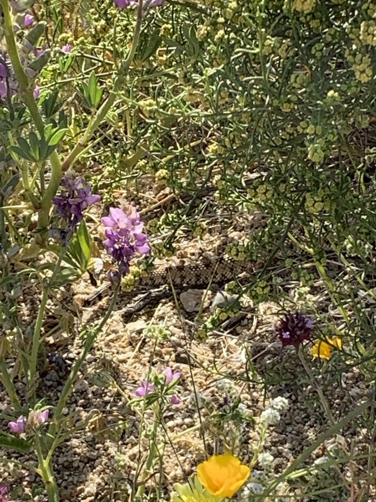 Southwestern Speckled Rattlesnake from Joshua Tree National Park, Indio ...