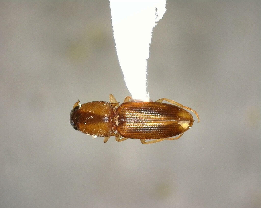 Click Beetles from Kimble County, TX, USA on June 12, 2023 at 12:17 PM ...