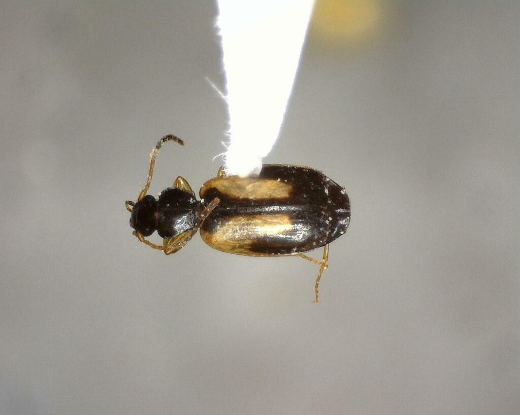 Axinopalpus biplagiatus from Kimble County, TX, USA on June 12, 2023 at ...