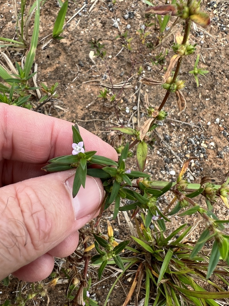 rough buttonweed in October 2023 by tadamcochran · iNaturalist