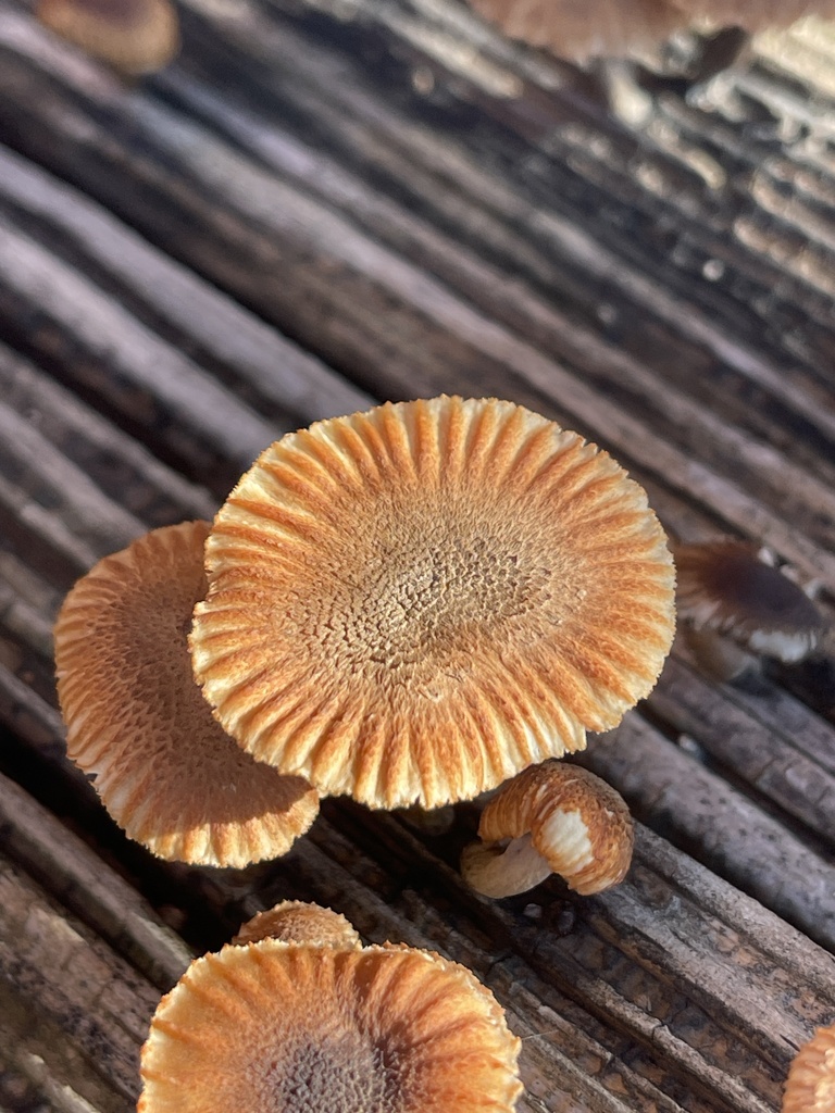 Sulcate Sunhead from Texas Tech University, Lubbock, TX, US on October ...