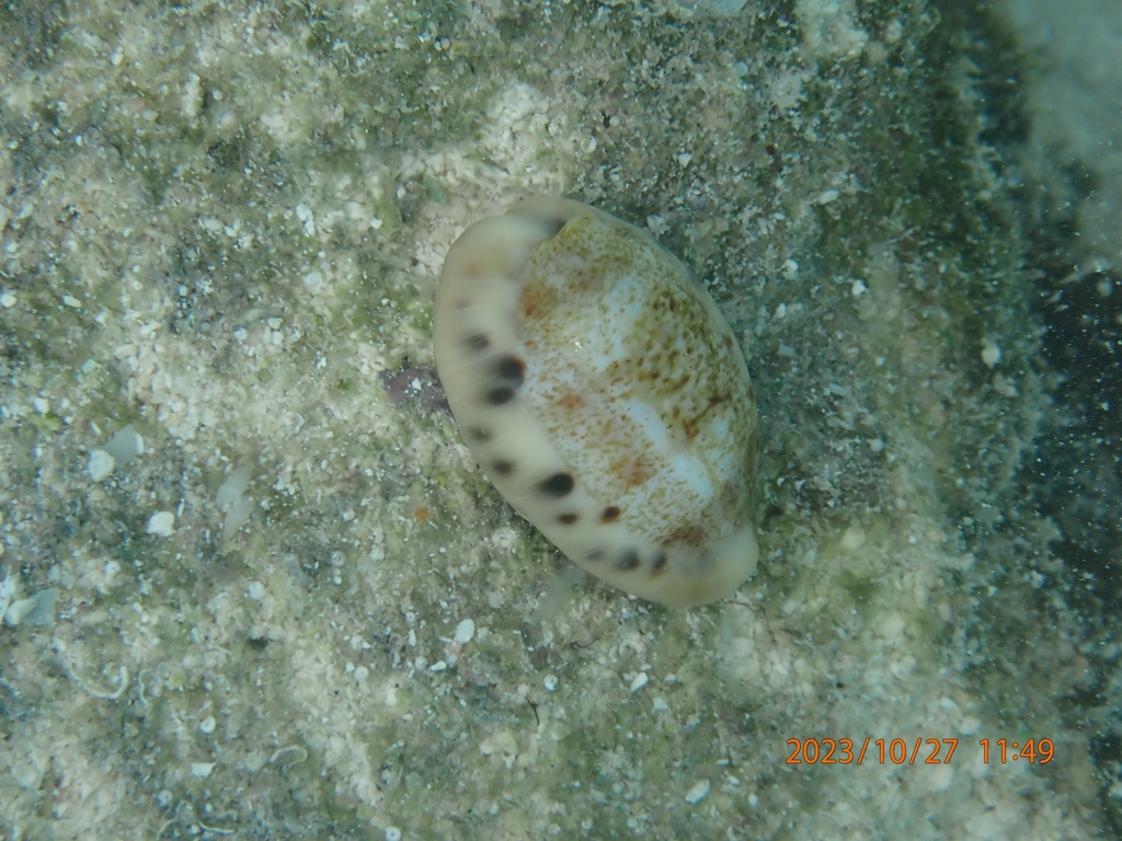 Erronea caurica from Faafu Atoll, Maldives on October 27, 2023 at 11:49 ...